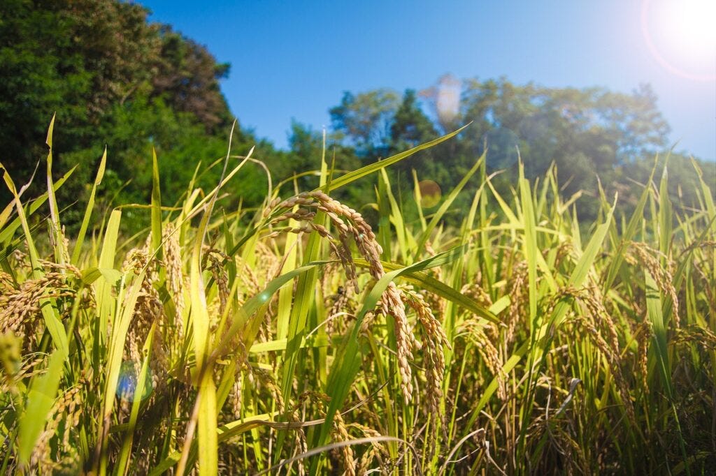 The Best Agriculture Penny Stocks to Invest in 2023 | by Brogan Lambert | Medium