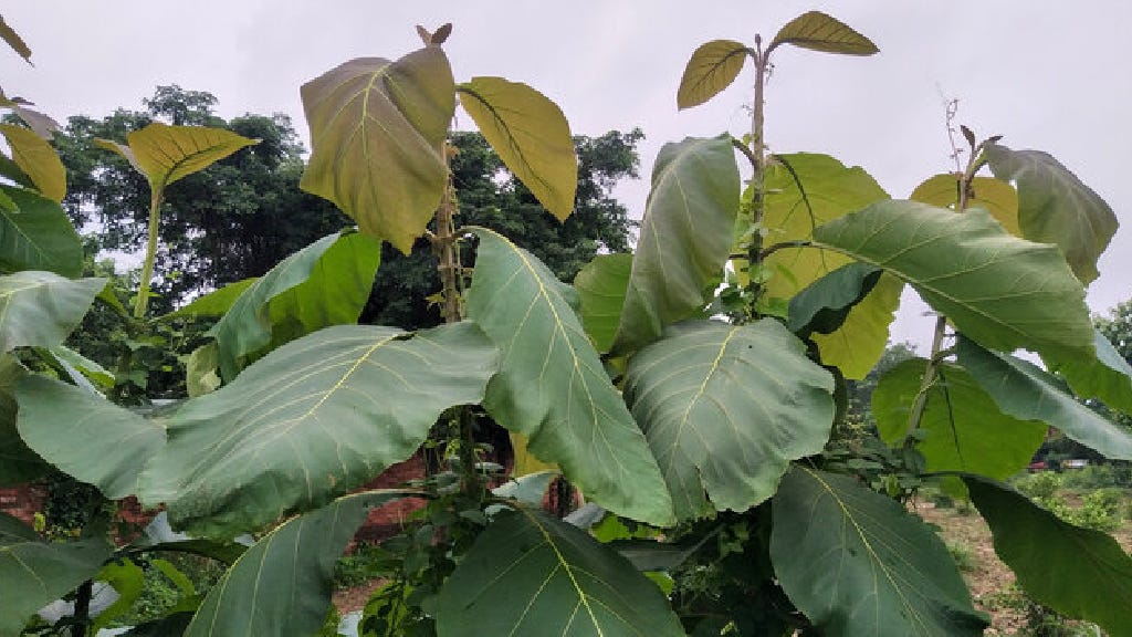 Tissue Culture Teak Vs Normal Teak at Blake Corlis blog