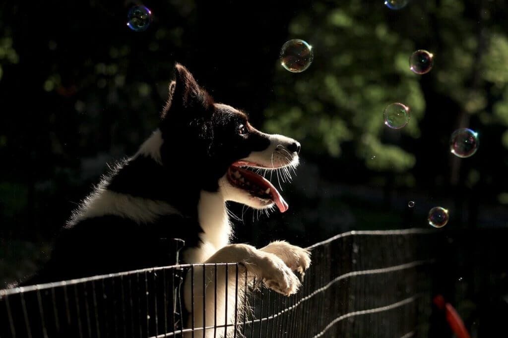 Should YOU Adopt a Border Collie? | by Nick Gutiérrez | Medium