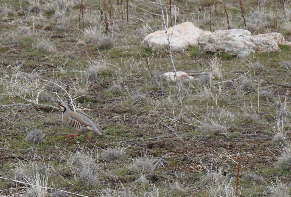 Chukar | by Jared Mckee | Medium
