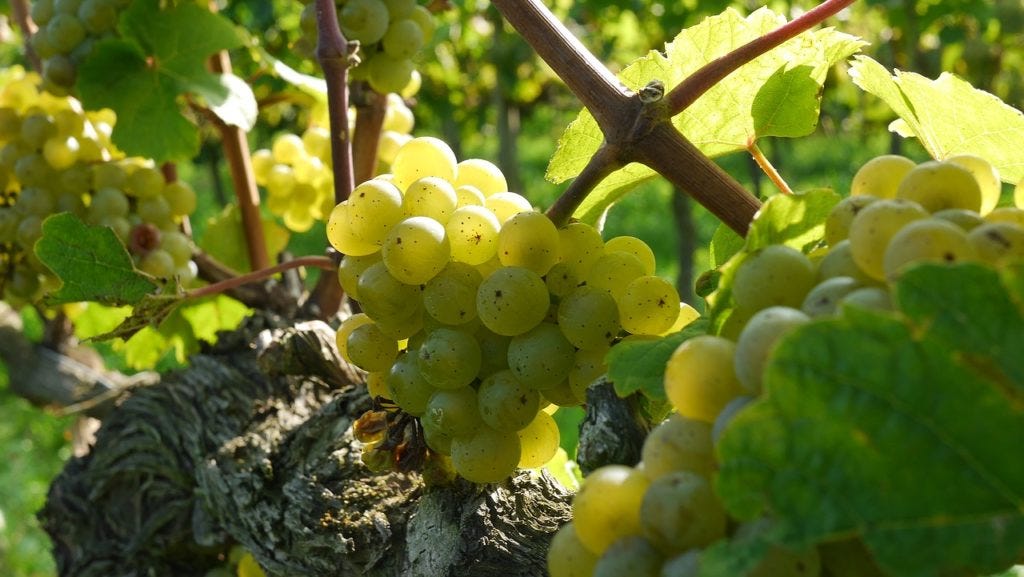 A Guide To The Wine Region of Saale-Unstrut In Germany | by Samuel ...