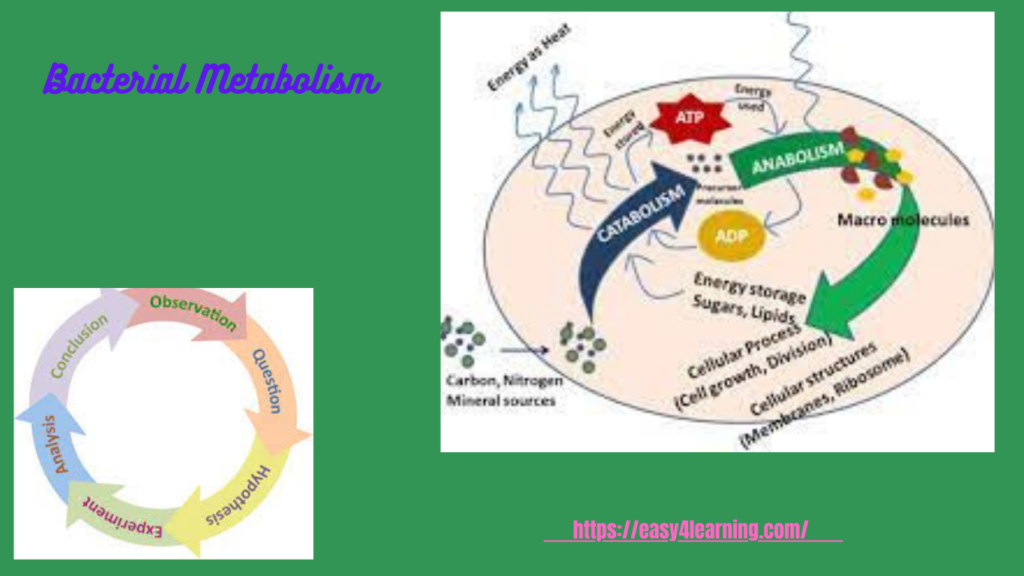 Bacterial Metabolism. General Concepts | by Sumanriaz | Medium