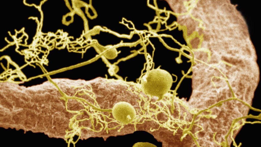 How the Good Fungi Persuade Plants to Let Them In! | by Rich Sobel ...