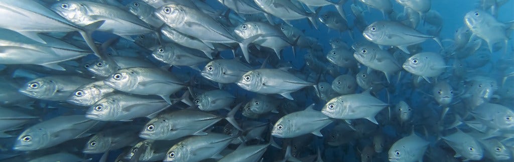 Schooling fish only pay attention to few neighbours for coordinating ...
