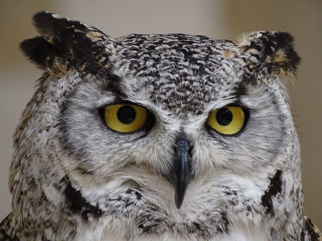 The Mysterious Stygian Owl: A Guide to Its Habits and Habitat | by Anum ...