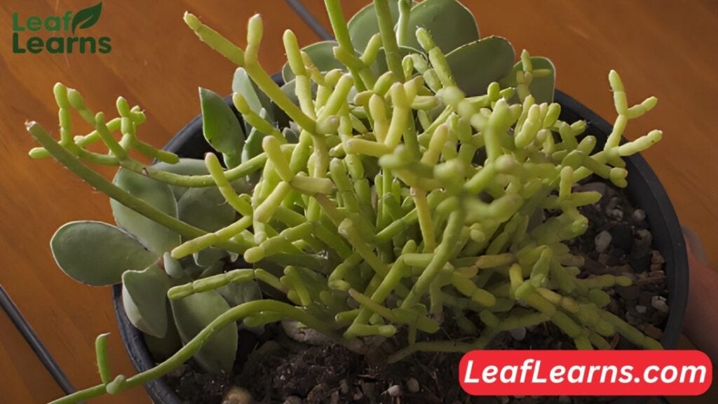 Rhipsalis Cereuscula ‘Rice Cactus’ Care and Grow (2023) | by leaflearns ...