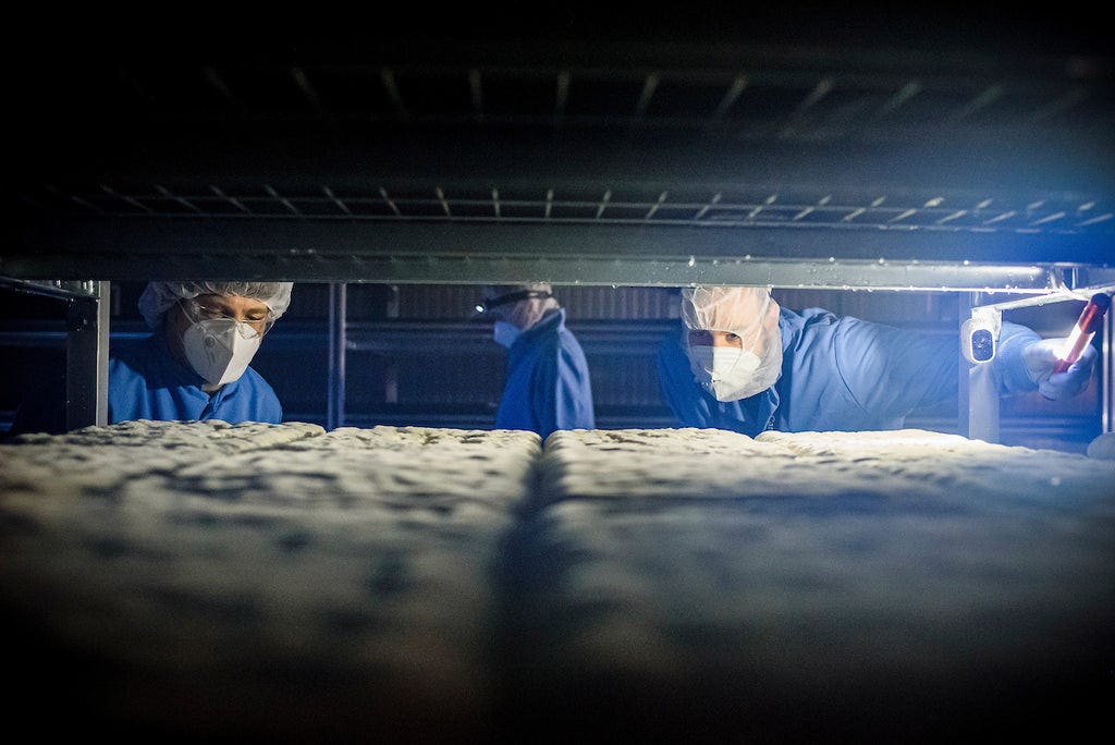 Plastics: the Mycelium Solution. Plastic is everywhere because we use ...