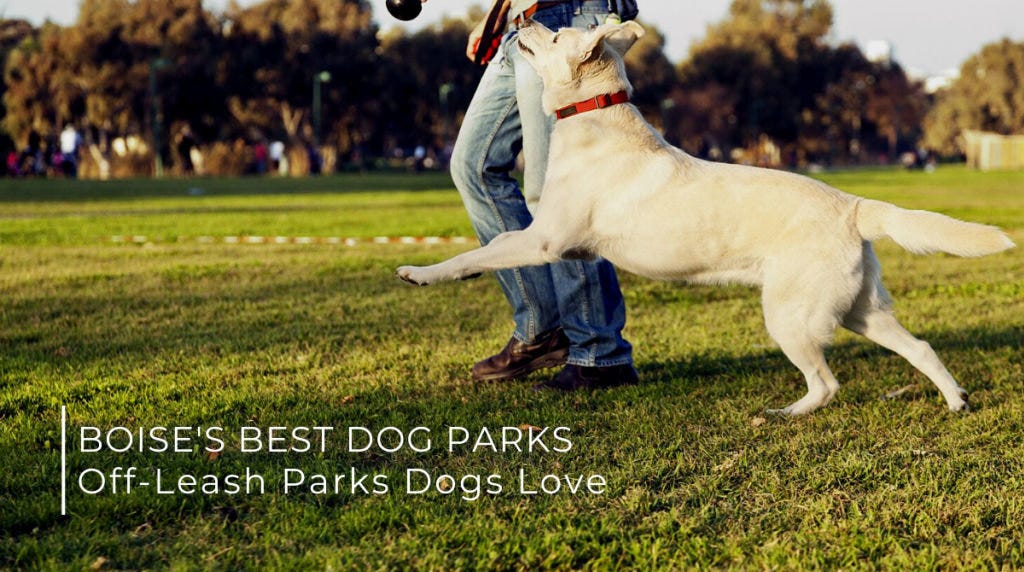 Exploring Boise: A Dog Owner’s Essential Guide to Idaho’s Charming ...