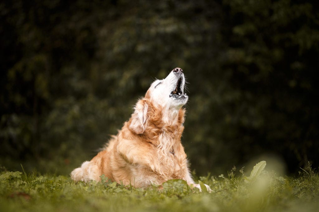 Why Dogs Bark and Curbing Excessive Barking | by Dogcatclothes | Medium