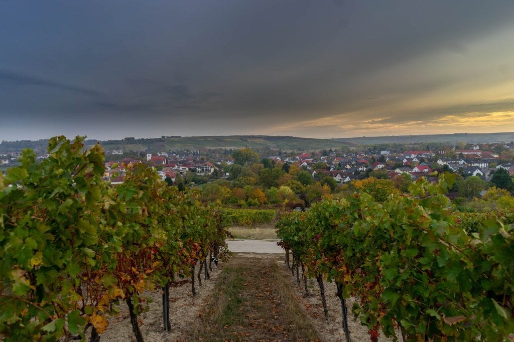 A Guide To The Grape Elbling. Interlude | by Samuel Petersson | Medium