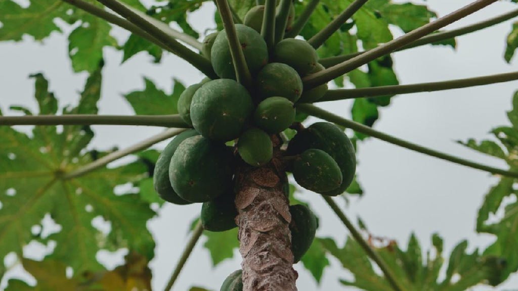 Papaya. The papaya is a nutritious tropical… | by Santhifruit | Medium