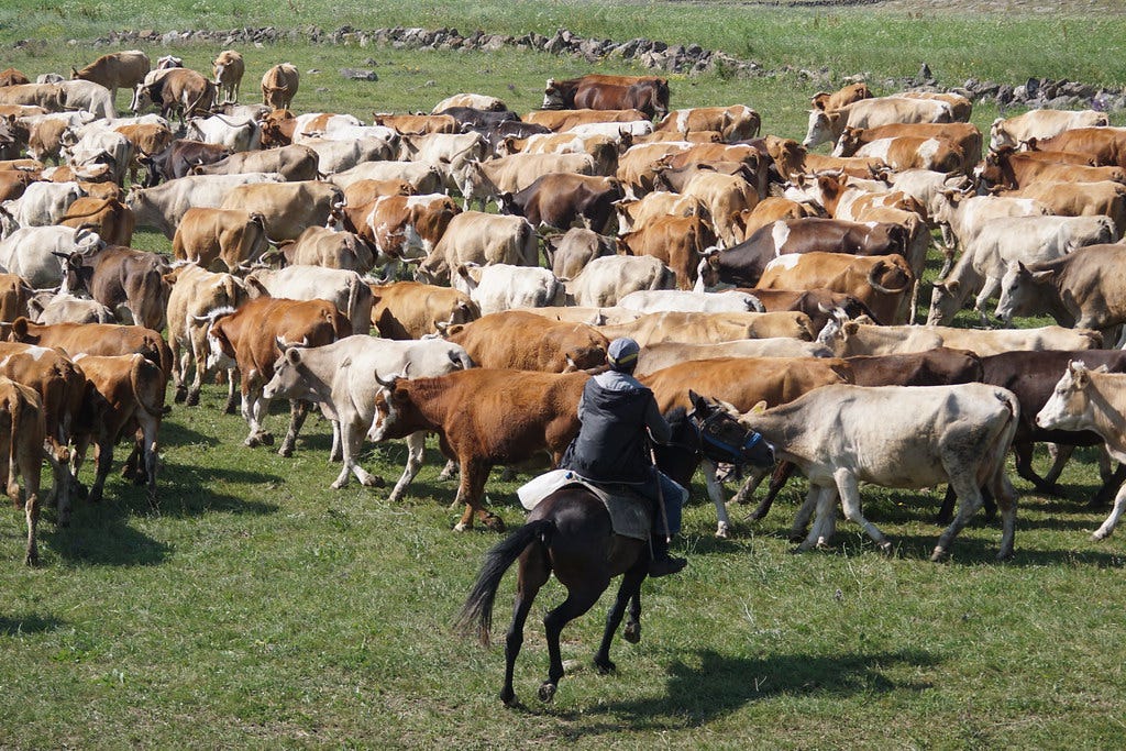 Burping Cows Are Visible From Space | by John Welford | Medium