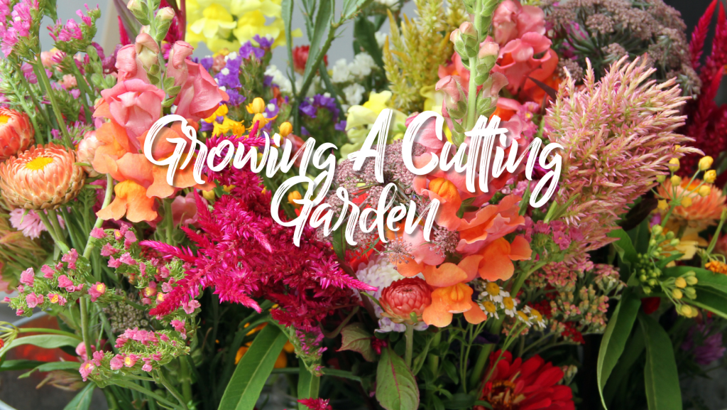 A Good Thing Growing Blog: Cultivate Success! | by Lucas | Jul, 2024 ...