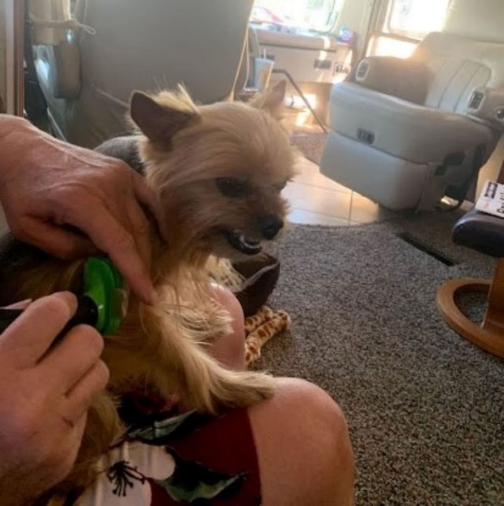 Risking Life and Limb to Groom Dagney | by Brenda Mahler | RVing in ...