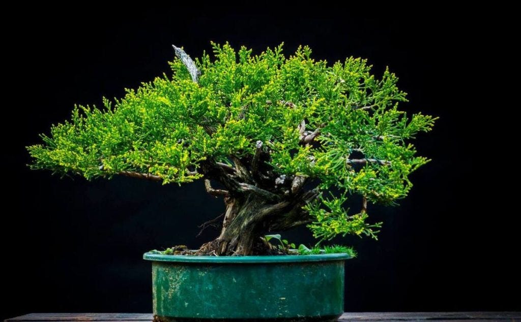 Juniperus Old Gold Bonsai : A Golden Delight for Bonsai Enthusiasts ...