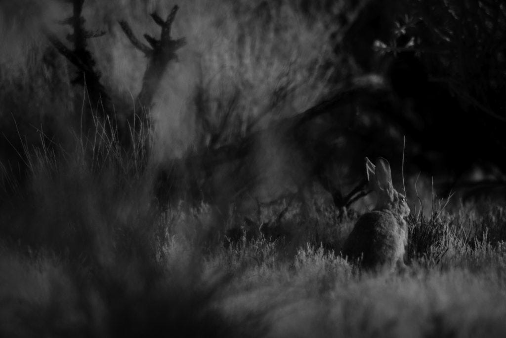 Pull Back the Curtain: Adventure with Amy Shutt | by Lensbaby | Medium
