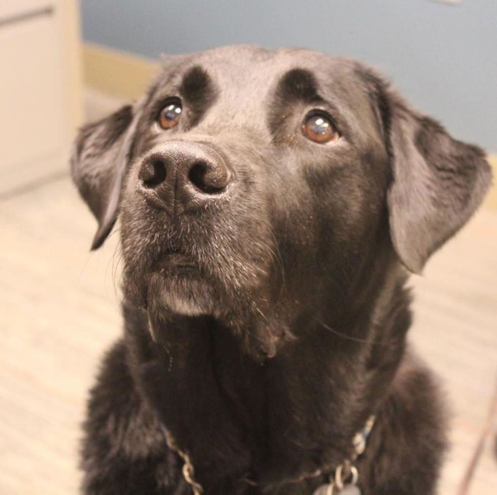 Farewell, Reggie!A tribute to the best guide dog. | by VAGHADIYA KARAN ...