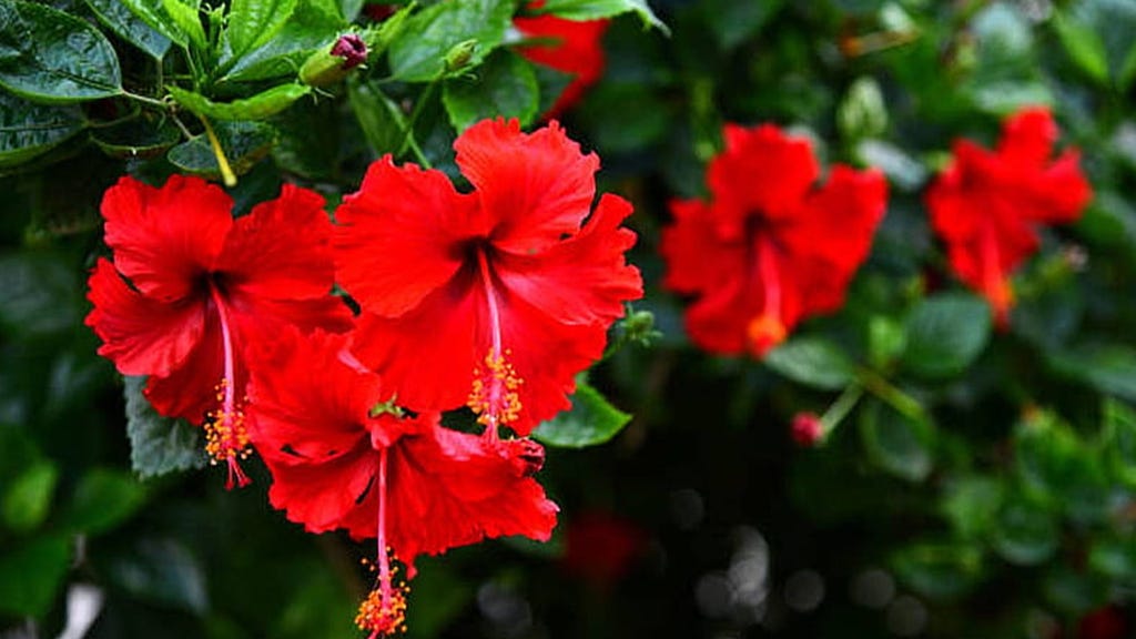 HIBISCUS. The Hibiscus is also known as rose… | by santhi santhi | Medium