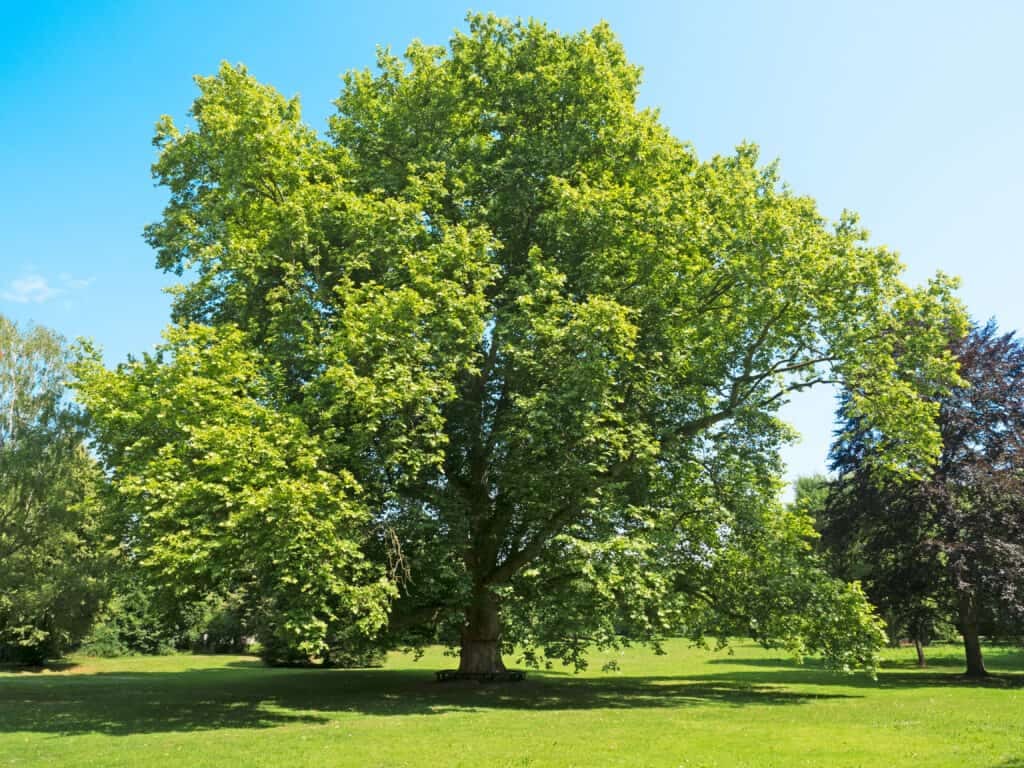 Why Was the Sycamore Tree Cut Down: Unveiling Nature’s Decision | by ...