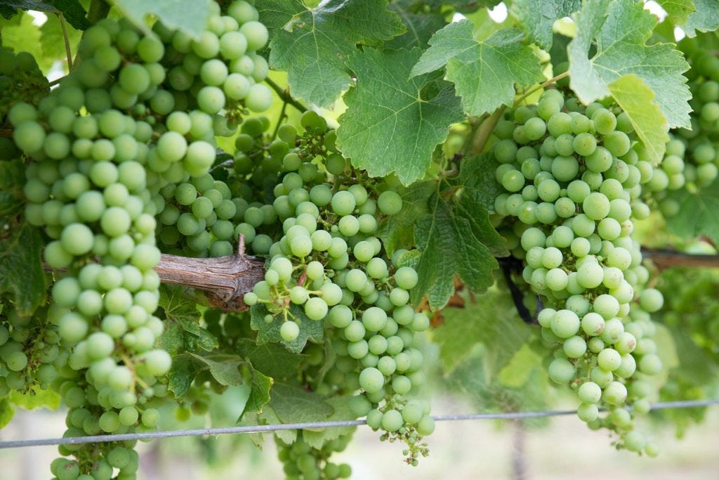 Scandinavian Wine Production. Welcome to this post where we will be ...