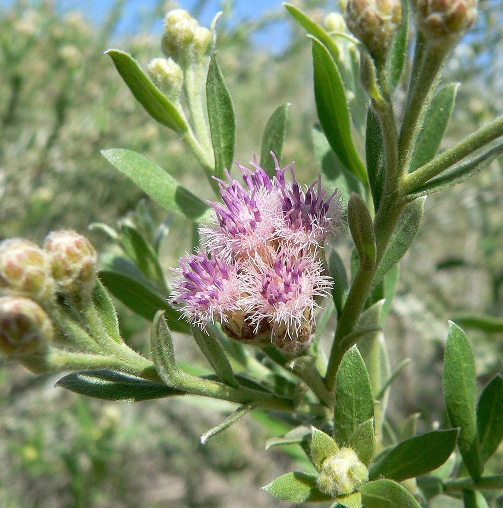 A Texan’s “Cachanilla”. What happens when a flower takes hold | by Alan ...