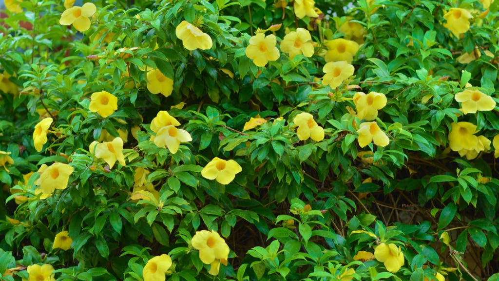 Allamanda plants - santhi santhi - Medium
