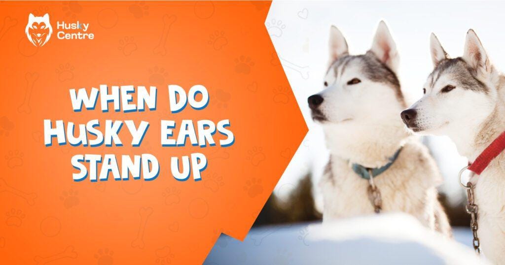 When Do Husky Ears Stand Up: Unlocking the Mystery | by Mamun | Medium