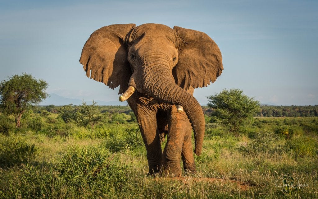 Discover the Astonishing Intelligence of Elephants: The Giants with ...