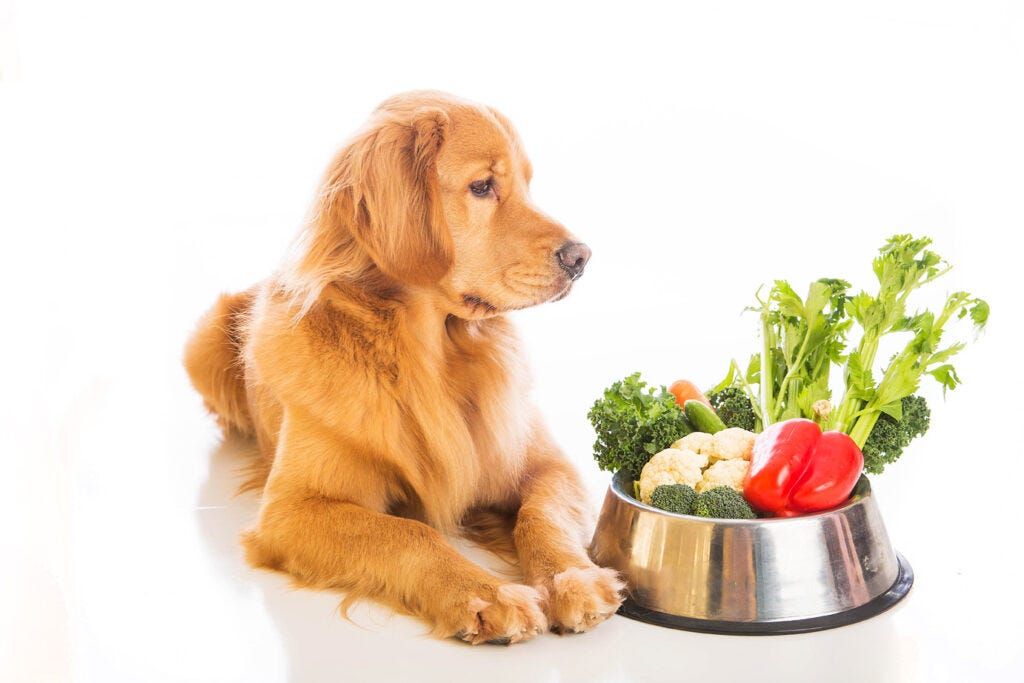 Ultimate Pet Nutrition Guide: Optimal Diets for Dogs and Cats: | by ...