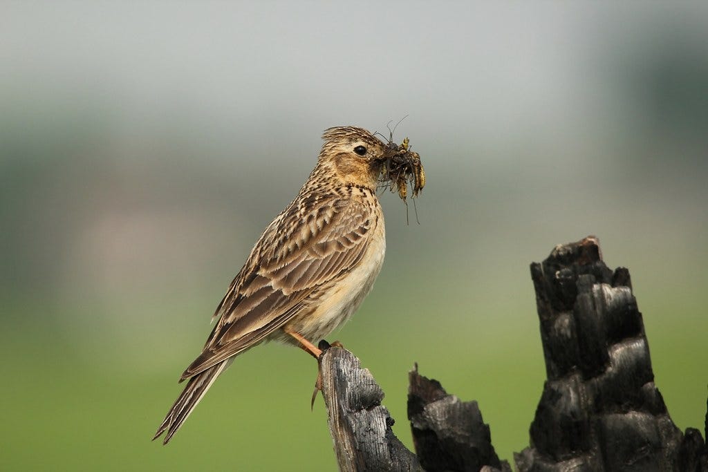 Skylark. A bird famed for its soaring solo… | by John Welford ...