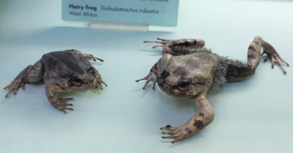 The Deadly Amphibian: Meet the Horror Frog | by Beren Saat | Nov, 2023 ...