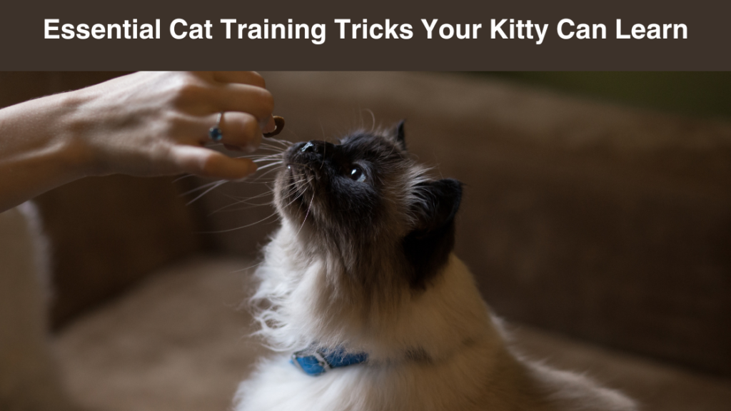 Essential Cat Training Tricks Your Kitty Can Learn - Sangam - Medium
