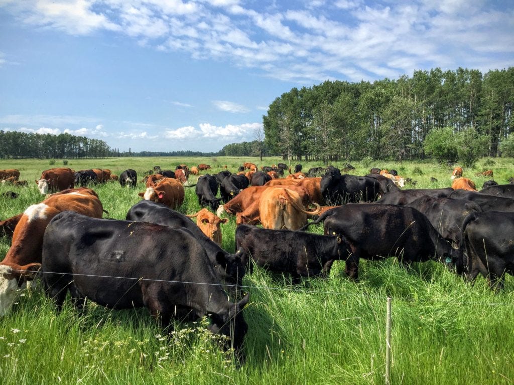Lineages of Regenerative Agriculture: An Overview | by Christian ...