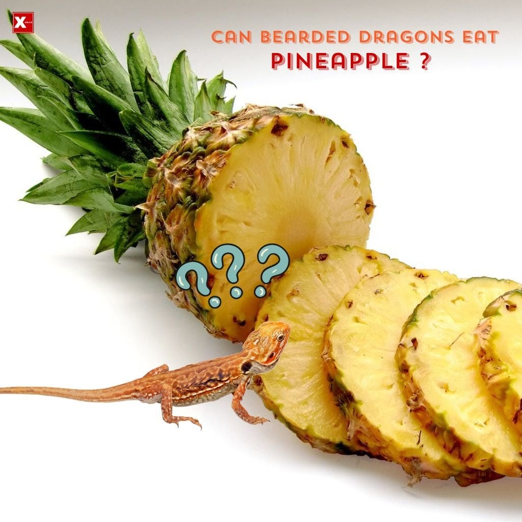 Can Bearded Dragons Eat Pineapple?(Vet-Approved) | by Mazhaoyang | Dec, 2023 | Medium