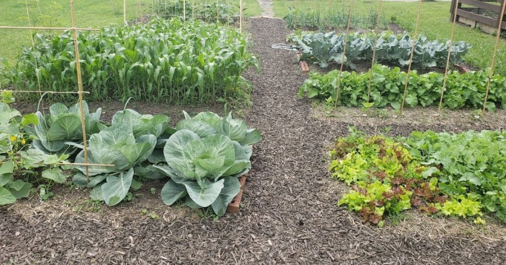 A Beginner’s Guide to Growing Your First Vegetable Garden | by Harold ...