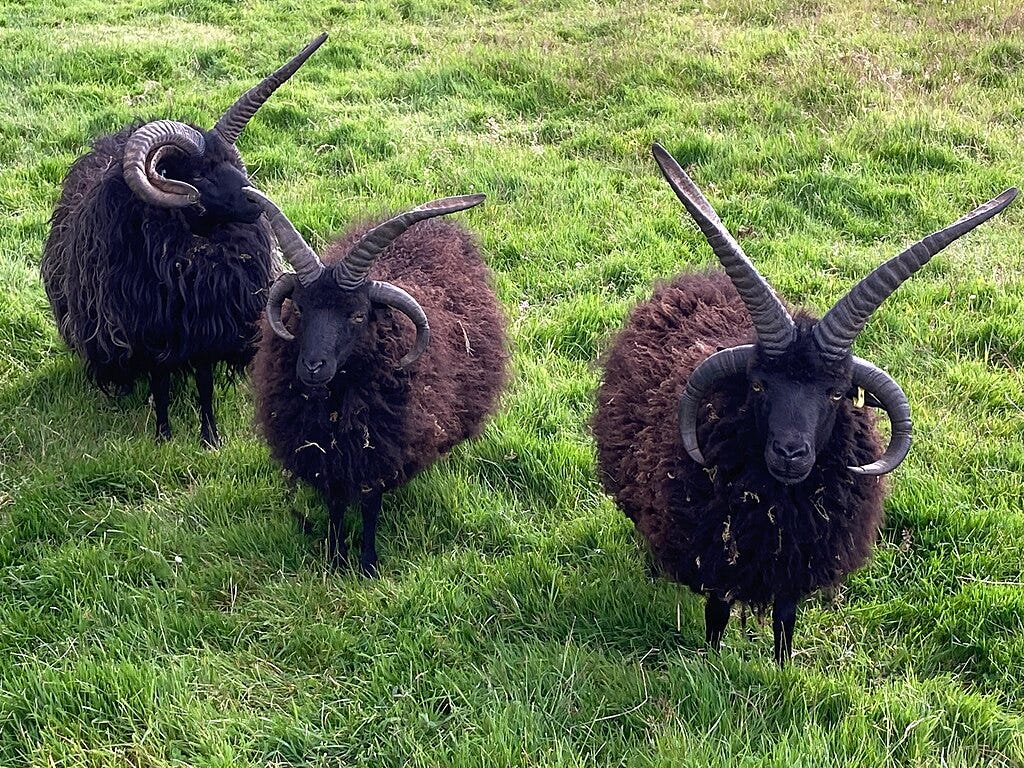 Scotland’s Unique Sheep!. Have you seen the Hebridean Sheep with… | by ...