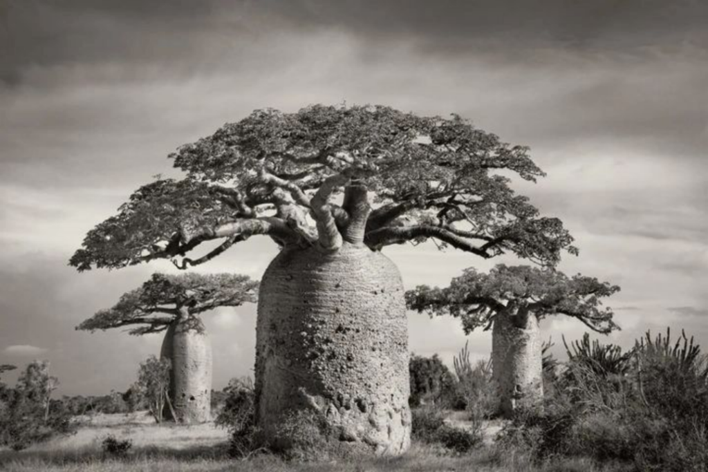 BAOBAB TREE- THE TREE OF LIFE. Read… | by Shubham Sharma | Medium