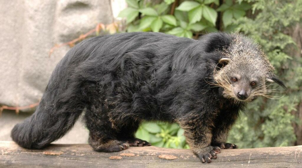 Why does the Binturong smell like popcorn? — Why Animals Do Things | by ...