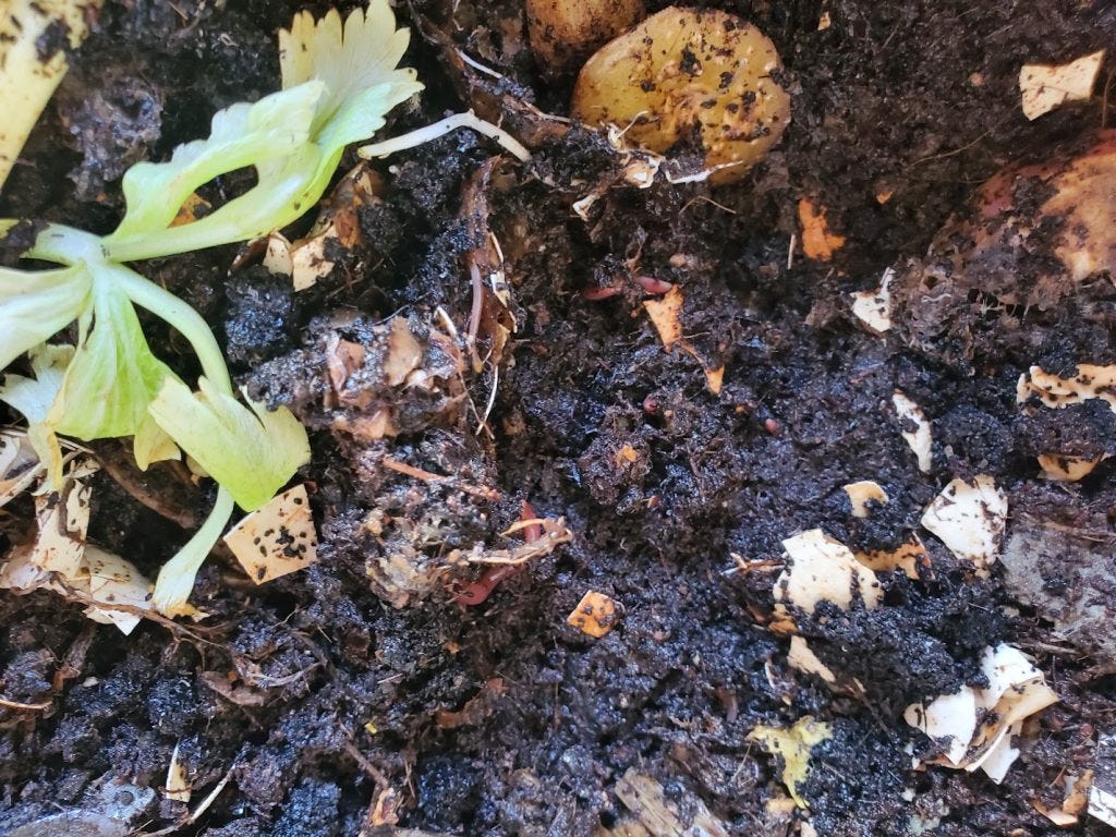 Demystifying Worm Farming: The Joy Of Vermiculture | by Christine ...
