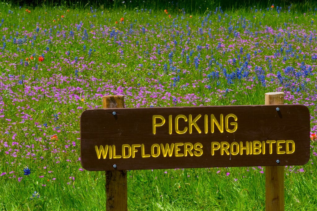 No, you can’t use Iris for clustering | by Guillermo Leale | Medium
