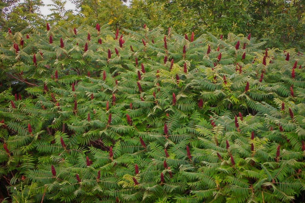 A Secret Place - 2-Bite Stories - Medium