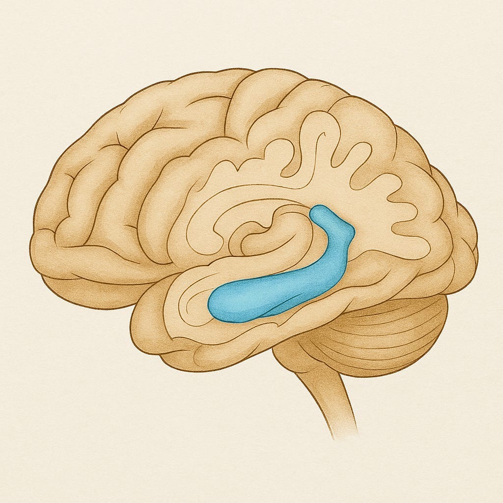 Hippocampus Brain Seahorse