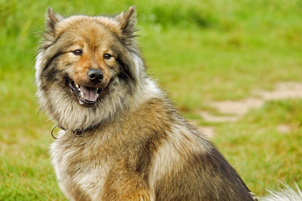 Top Blue dog breeds. Blue dogs have become quite popular… | by ...