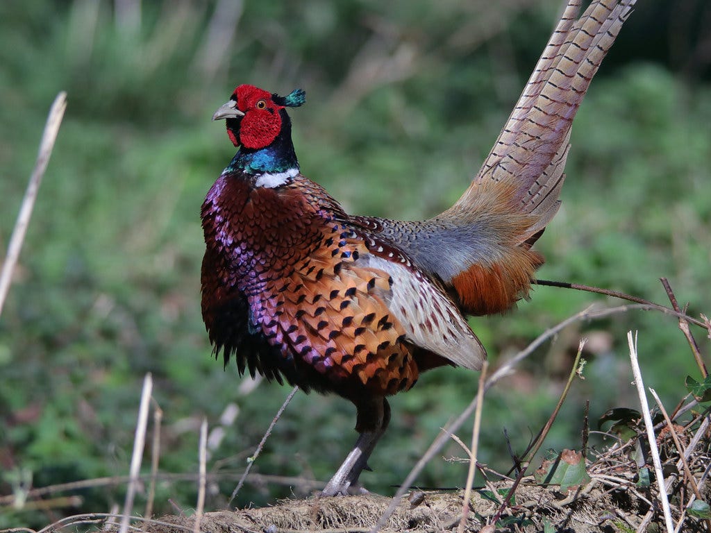 Pheasant. A familiar game bird in Great Britain | by John Welford ...