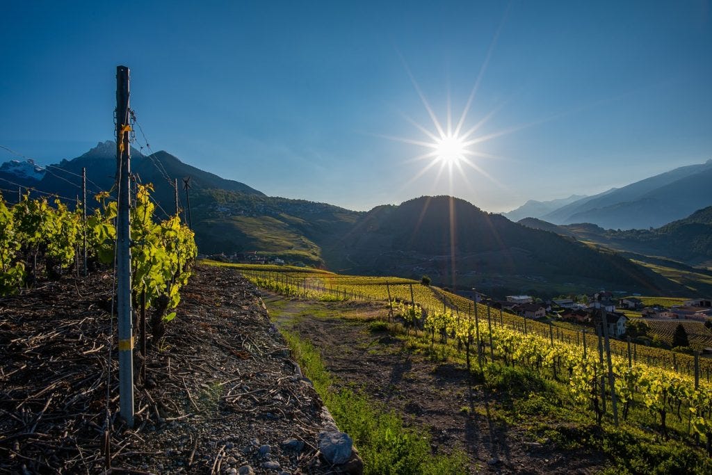 A Guide To The Wine Region of Vaud In Switzerland | by Samuel Petersson ...