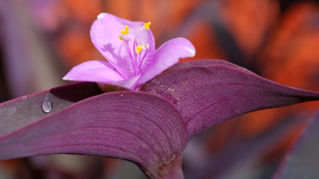 Purpule Heart Plant | by Portsflower | Sep, 2023 | Medium