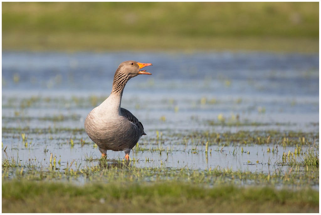Greylag Goose. The first British goose was the one… | by John Welford ...