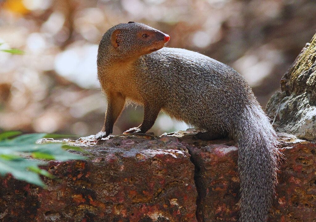 Three Mongooses, One Unexpected Encounter: A Symbolic Moment from My ...