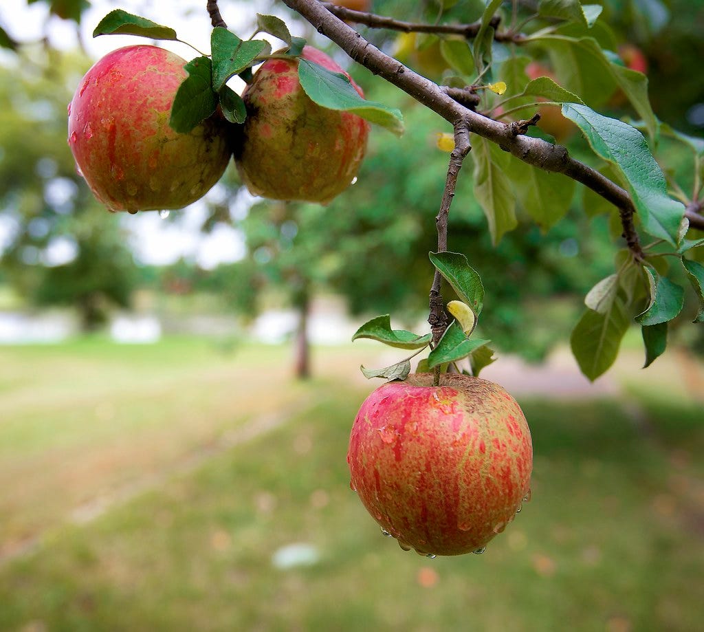 The Low Hanging Fruit. Ever wondered what is most crucial or… | by Raju ...