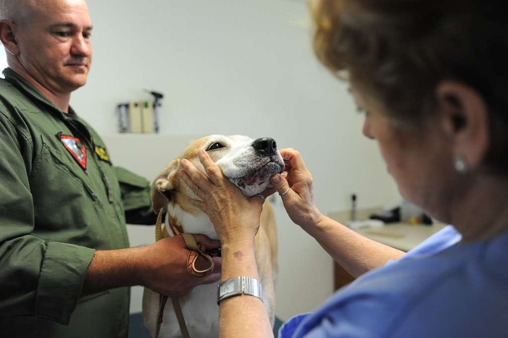 Find Local Farm Vet Services | by Emergency Vet | Medium